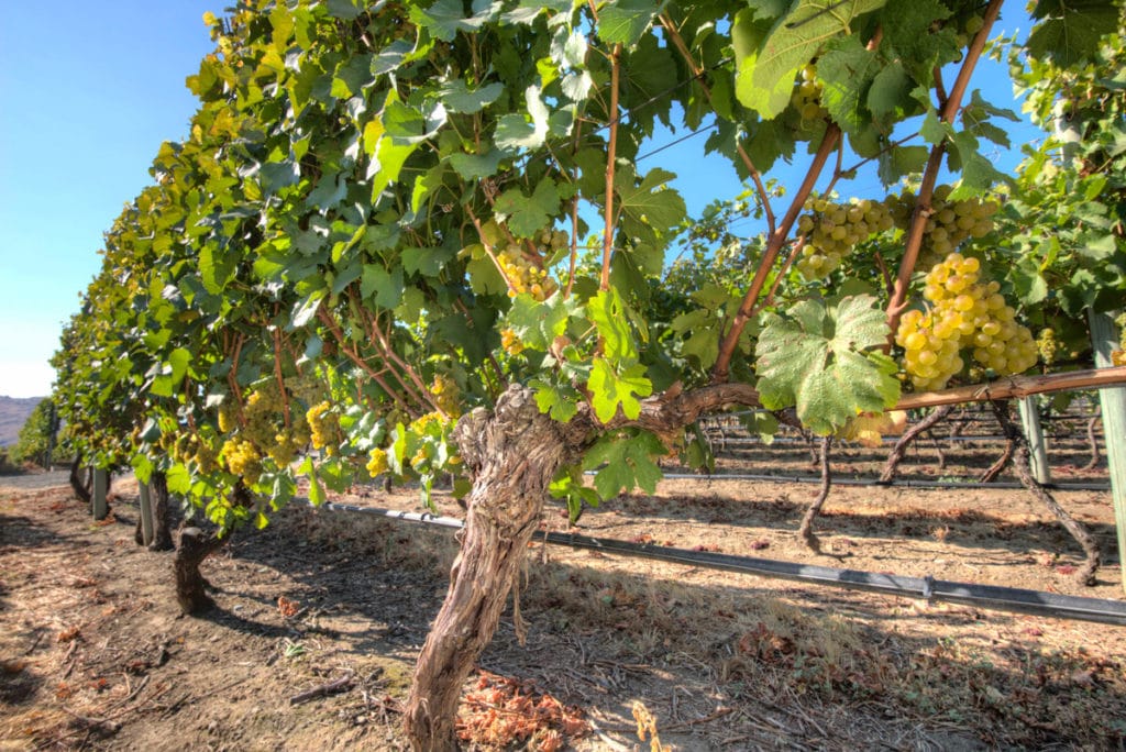 Old vines’ time has come - VITIS