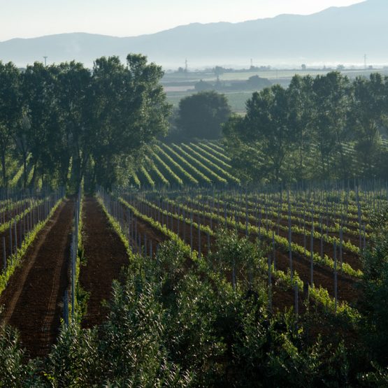 VITIS - B.C. Wine Culture