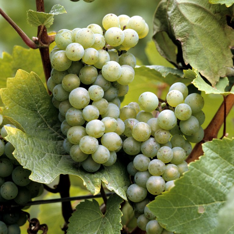 VITIS - B.C. Wine Culture