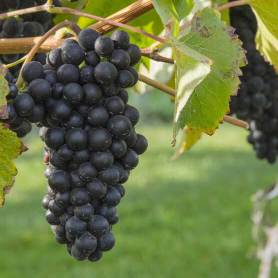 VITIS - B.C. Wine Culture