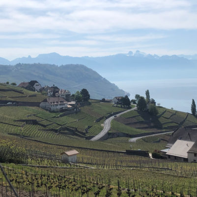 VITIS - B.C. Wine Culture