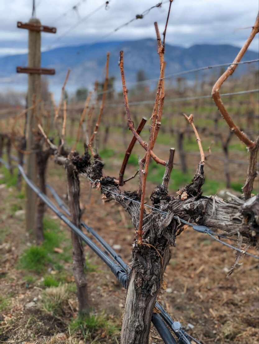 Springtime in the Vineyards - VITIS