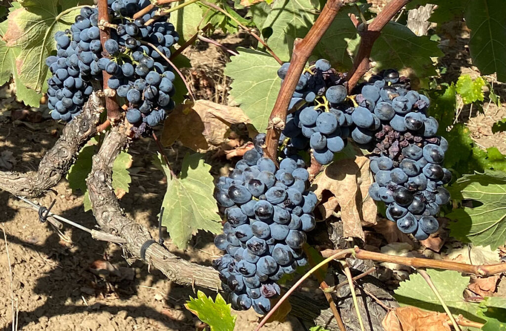 Southern Puglia’s sun-soaked wines - VITIS