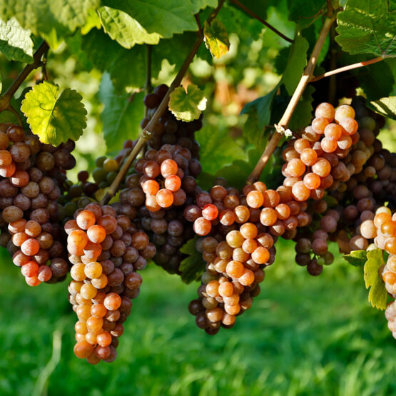 VITIS - Wine Culture Magazine