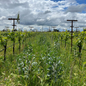 VITIS - Wine Culture Magazine